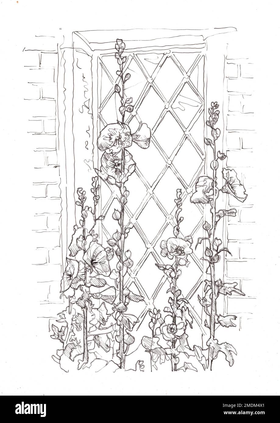 Feuilles de rose trémière Banque de photographies et d’images à haute résolution - Alamy