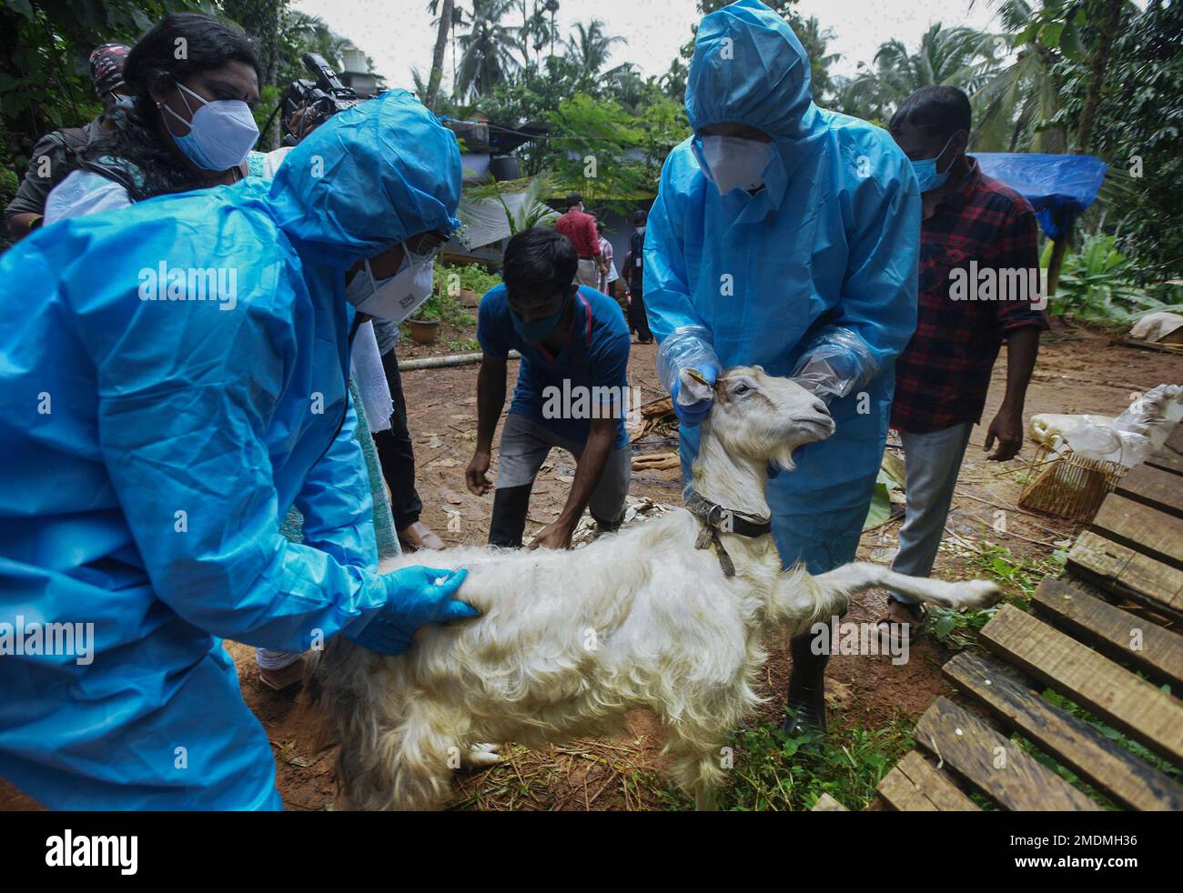 Health workers collect blood samples from a goat to test for the virus ...