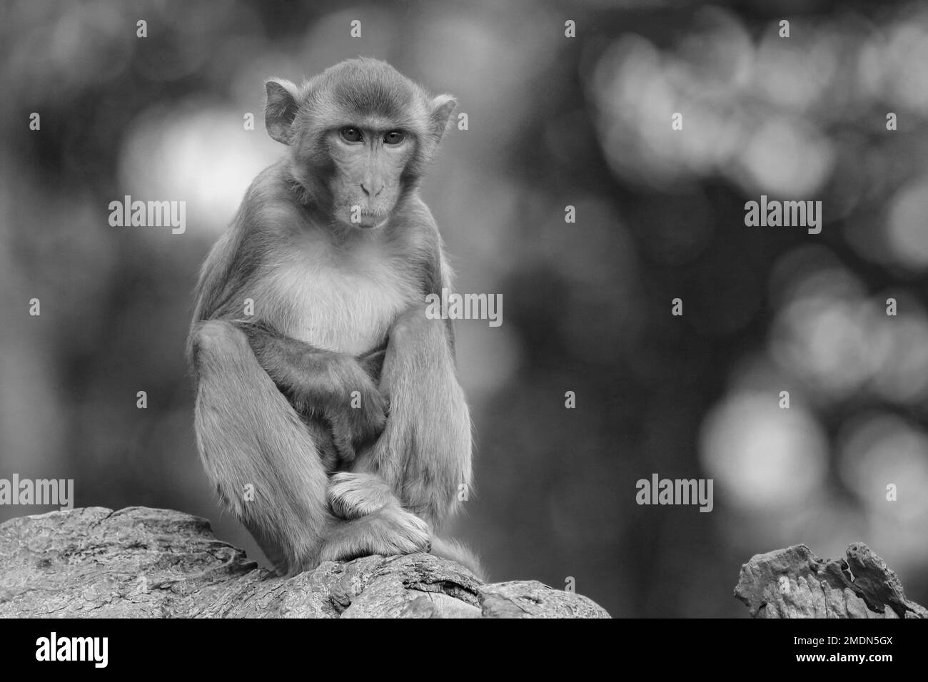 Macaque rhésus Banque d'images noir et blanc - Alamy