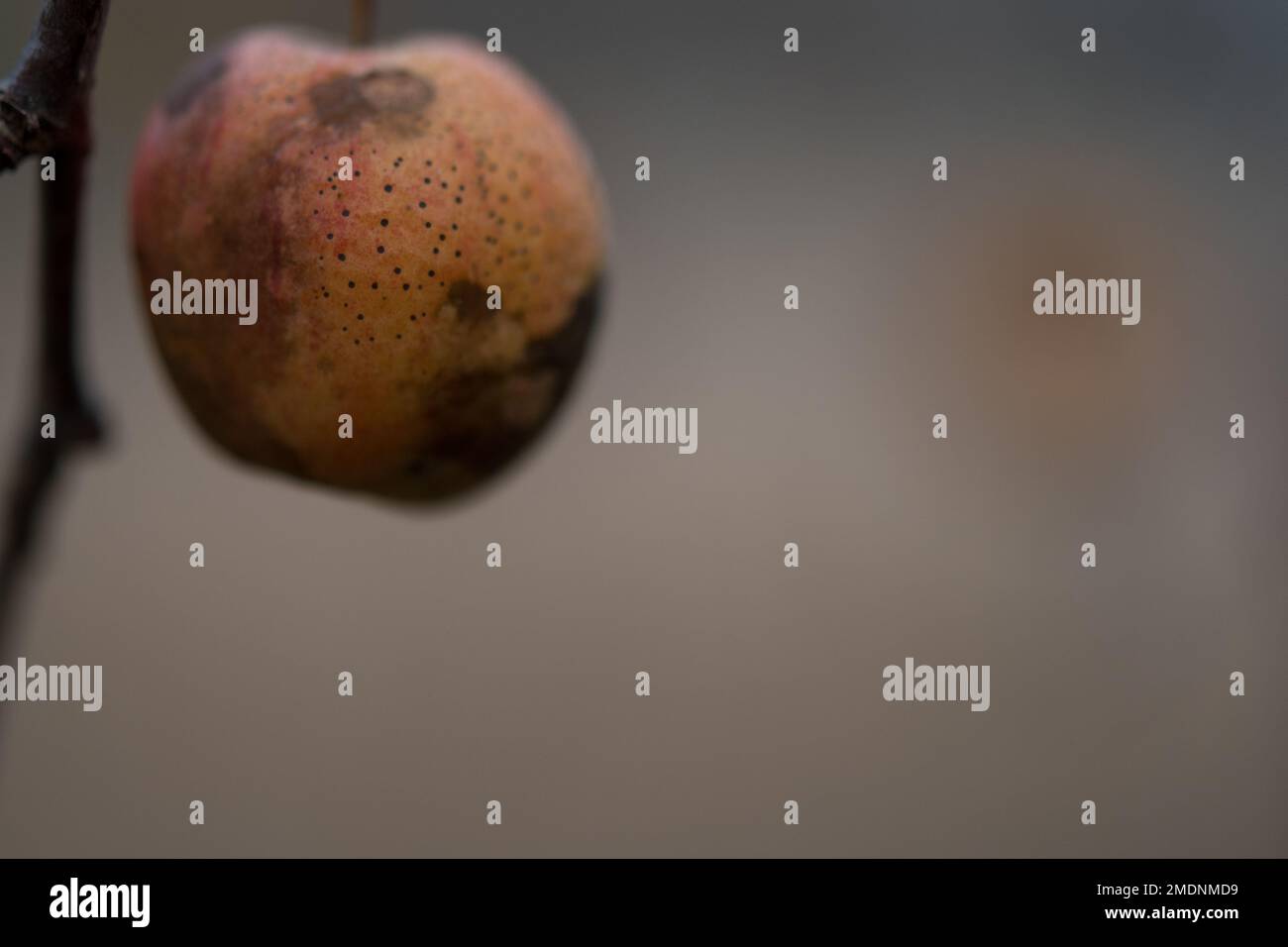 Fruits en décomposition Banque de photographies et d’images à haute ...