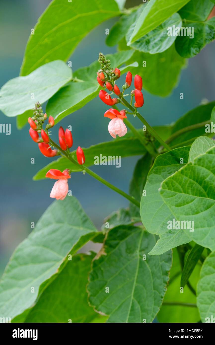 Fleurs de haricot rose Banque de photographies et d’images à haute ...
