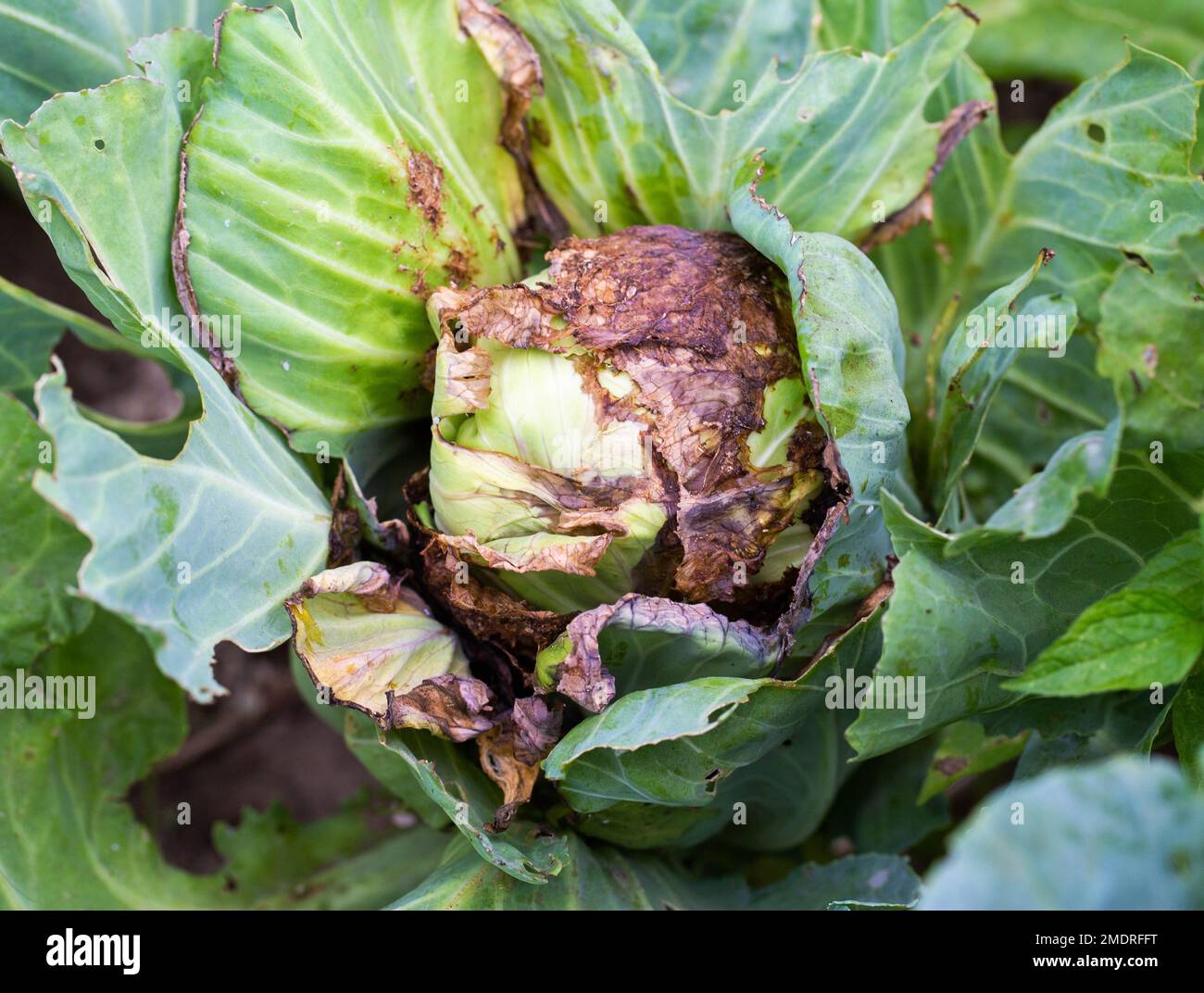 Tête pourrie de chou dans le jardin. Infections bactériennes et ...