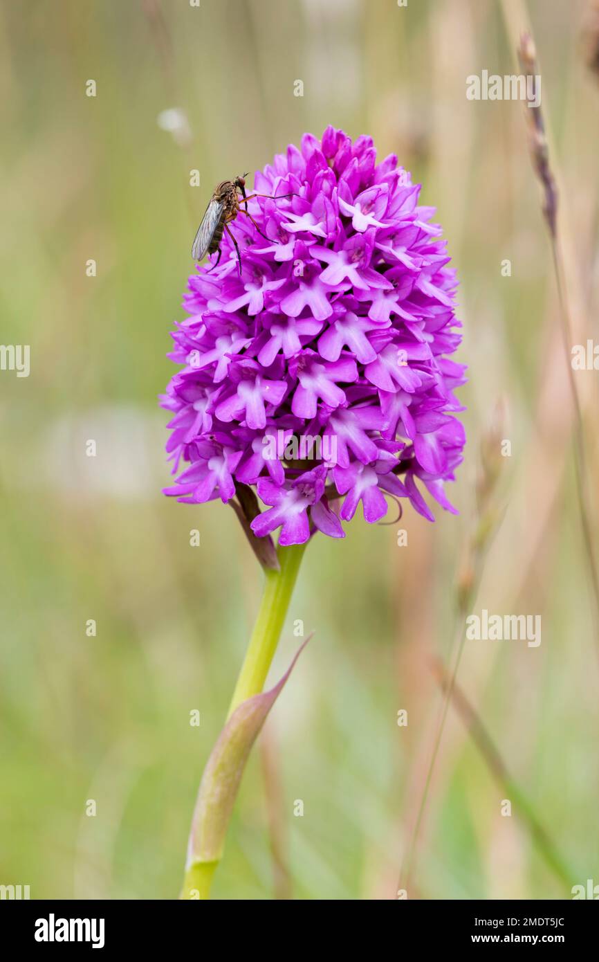 Pyramidal orchid anacamptis pyramidalis Banque de photographies et d ...