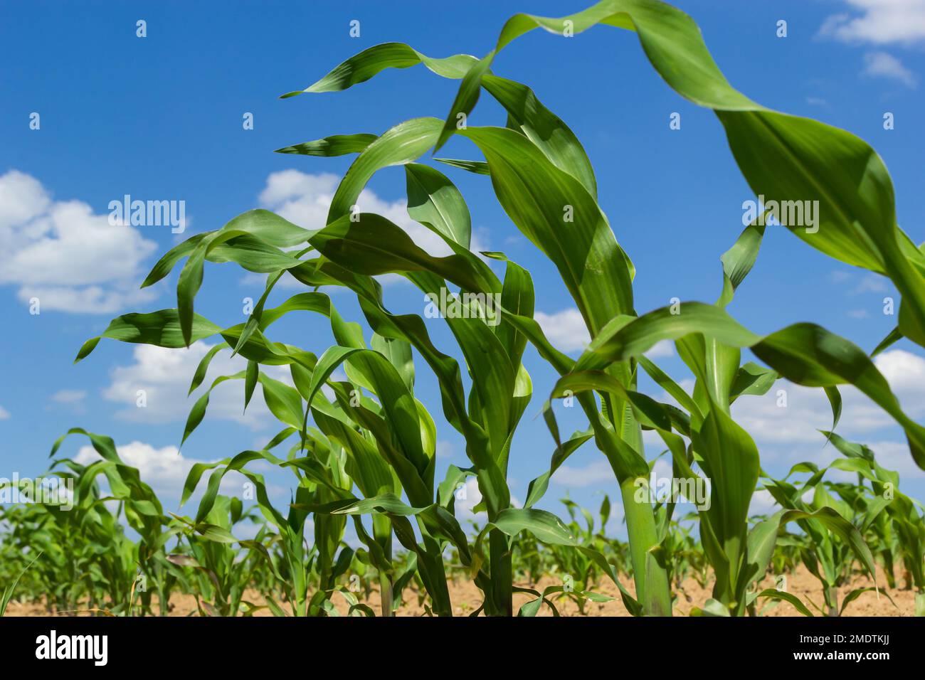 Jeunes semis de blé vert poussant dans un champ de sol. Gros plan sur l ...