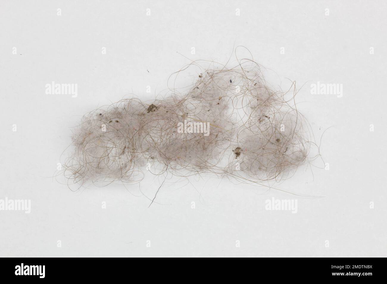 Poussière sur fond blanc. Isolé. Poussière, cheveux et autres débris ...