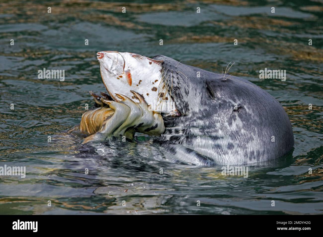 Gros plan du phoque gris / phoque gris (Halichoerus grypus) manger de ...