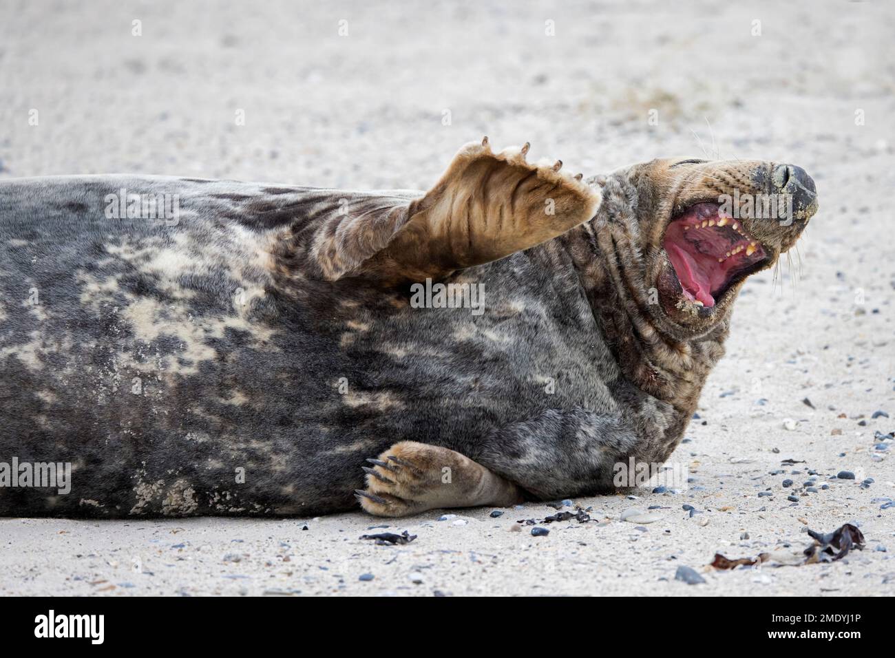 Phoque gris / phoque gris (Halichoerus grypus) adulte mâle / taureau ...