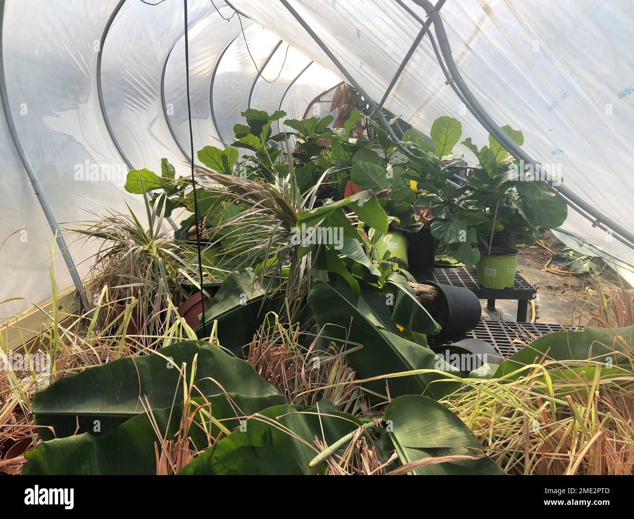 This March 6, 2020 photo shows damage to a greenhouse at Tennessee ...