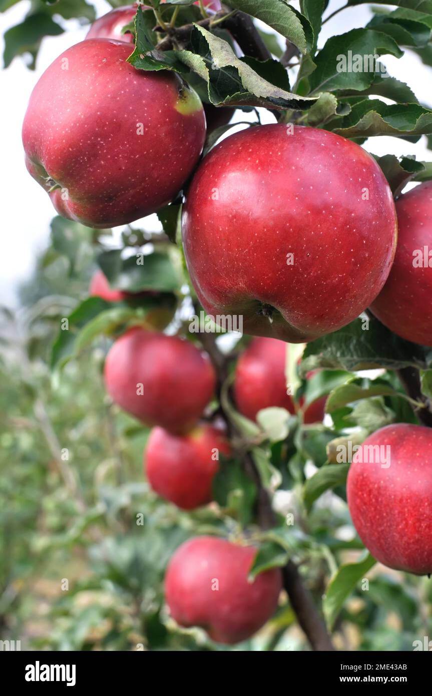 Branches verticales Banque de photographies et d’images à haute ...