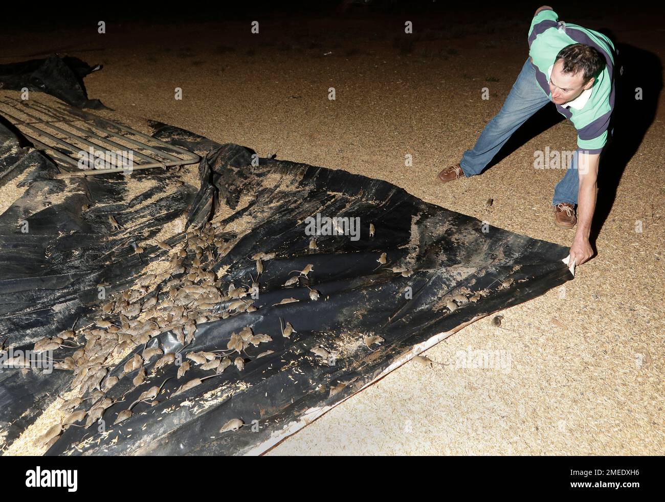 Eric Fishpool pulls on a tarpaulin covering stored grain as mice scurry ...