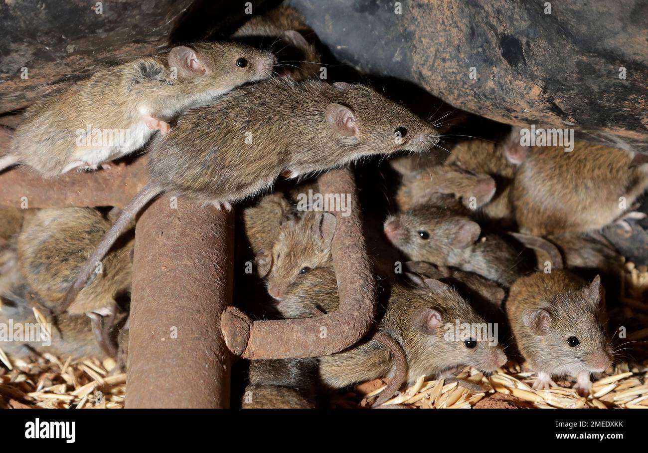 Mice scurry around stored grain on a farm near Tottenham, Australia on ...