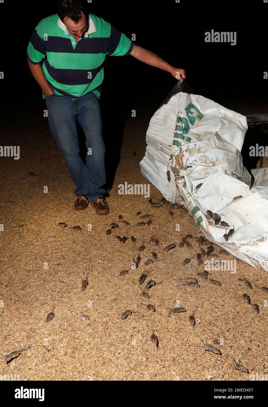 Eric Fishpool lifts a tarpaulin covering stored grain as mice scurry ...