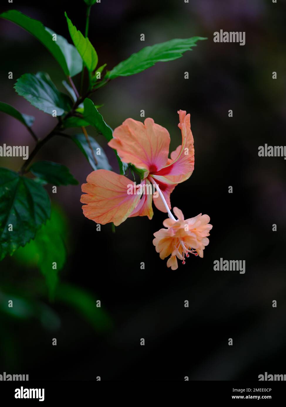 Hibiscus species Banque de photographies et d’images à haute résolution ...