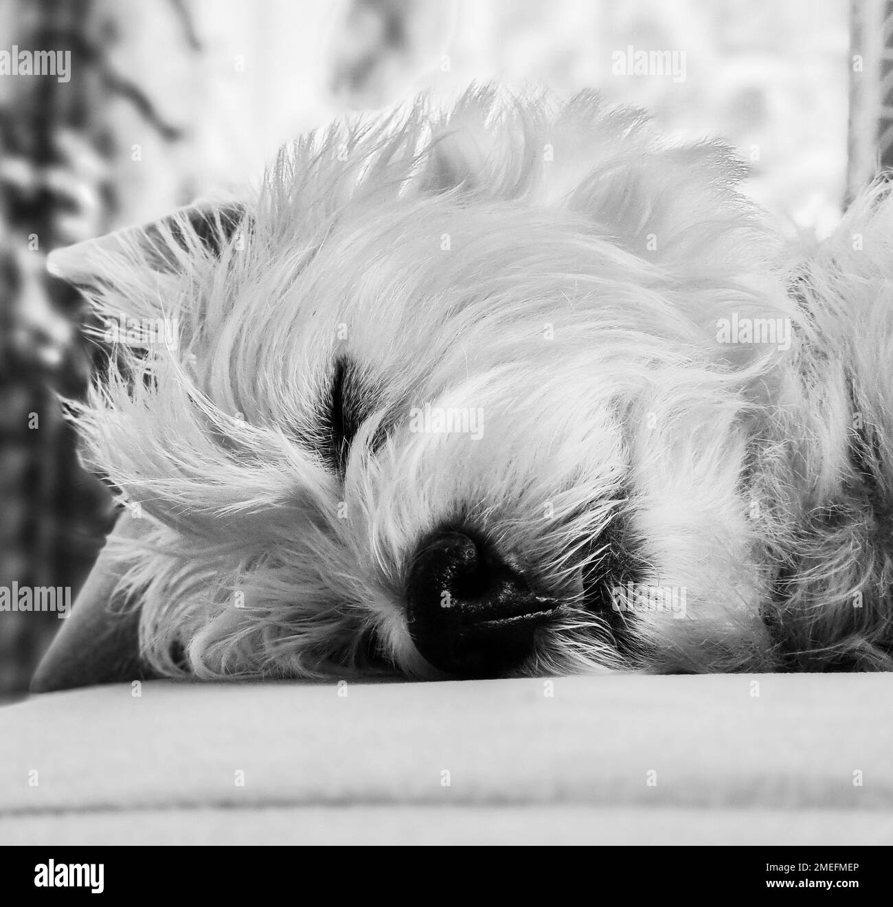 Visage de chien endormi Banque d'images noir et blanc - Alamy
