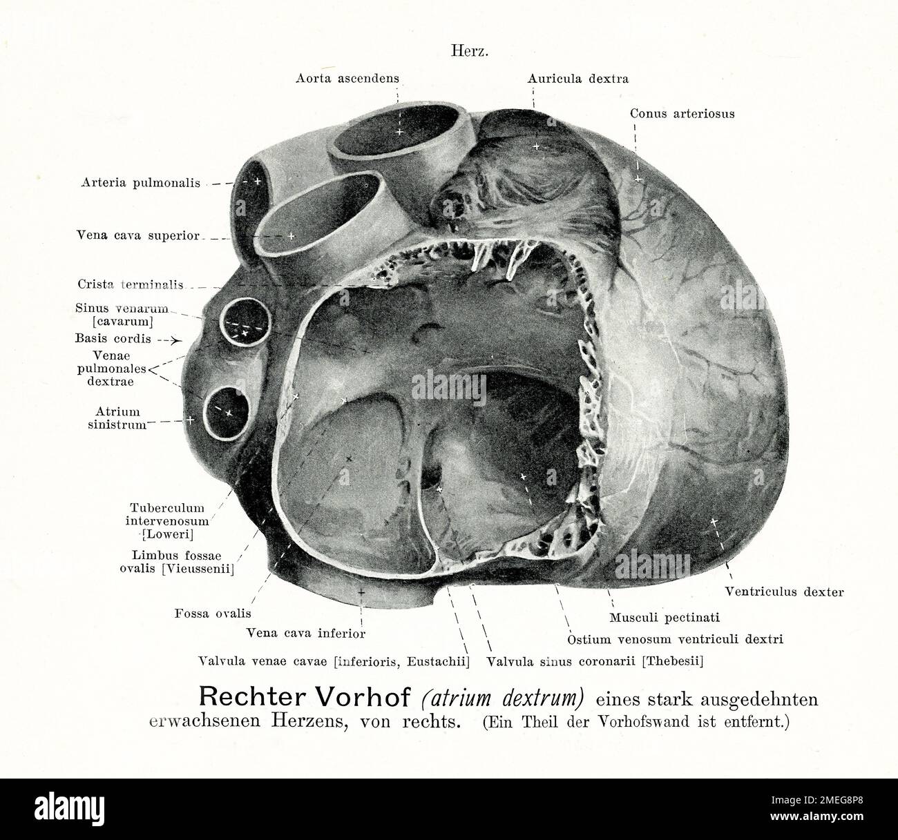 Anatomie du coeur dessin Banque d'images détourées - Alamy