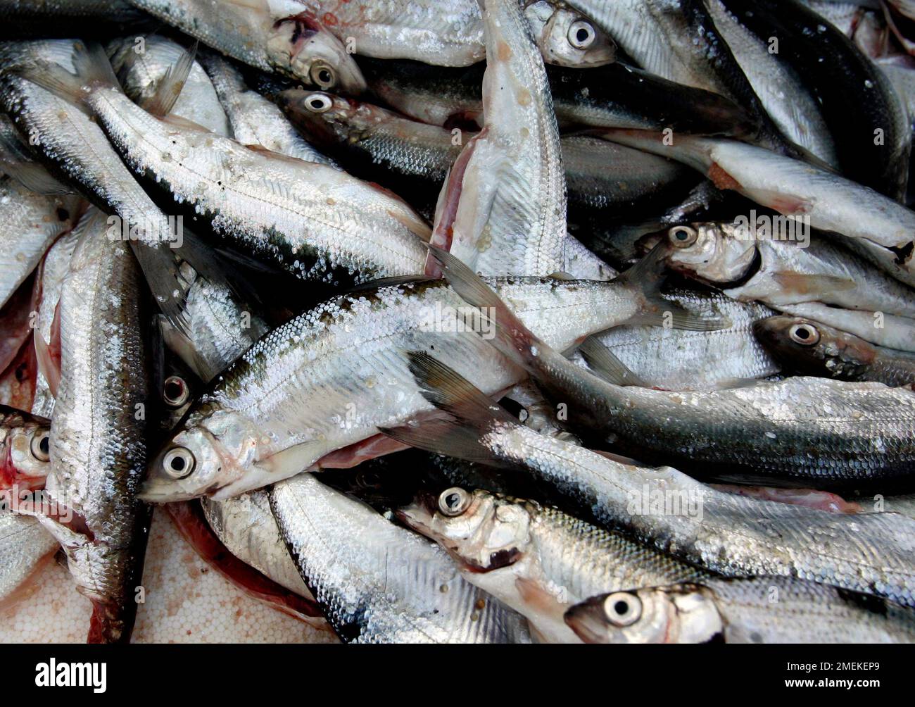 Toutes sortes de poissons Banque de photographies et d’images à haute ...