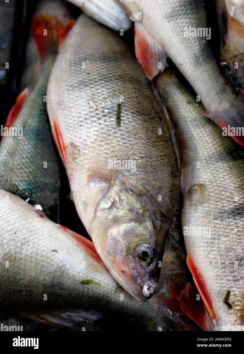 Toutes sortes de poissons Banque de photographies et d’images à haute ...
