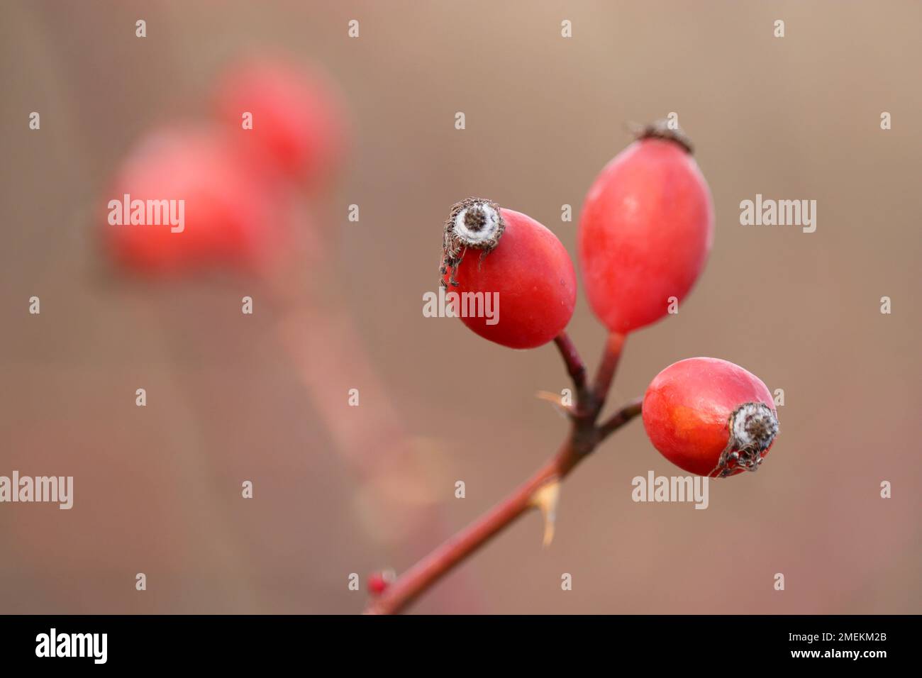 Arbuste aux fruits rouges Banque de photographies et d’images à haute ...