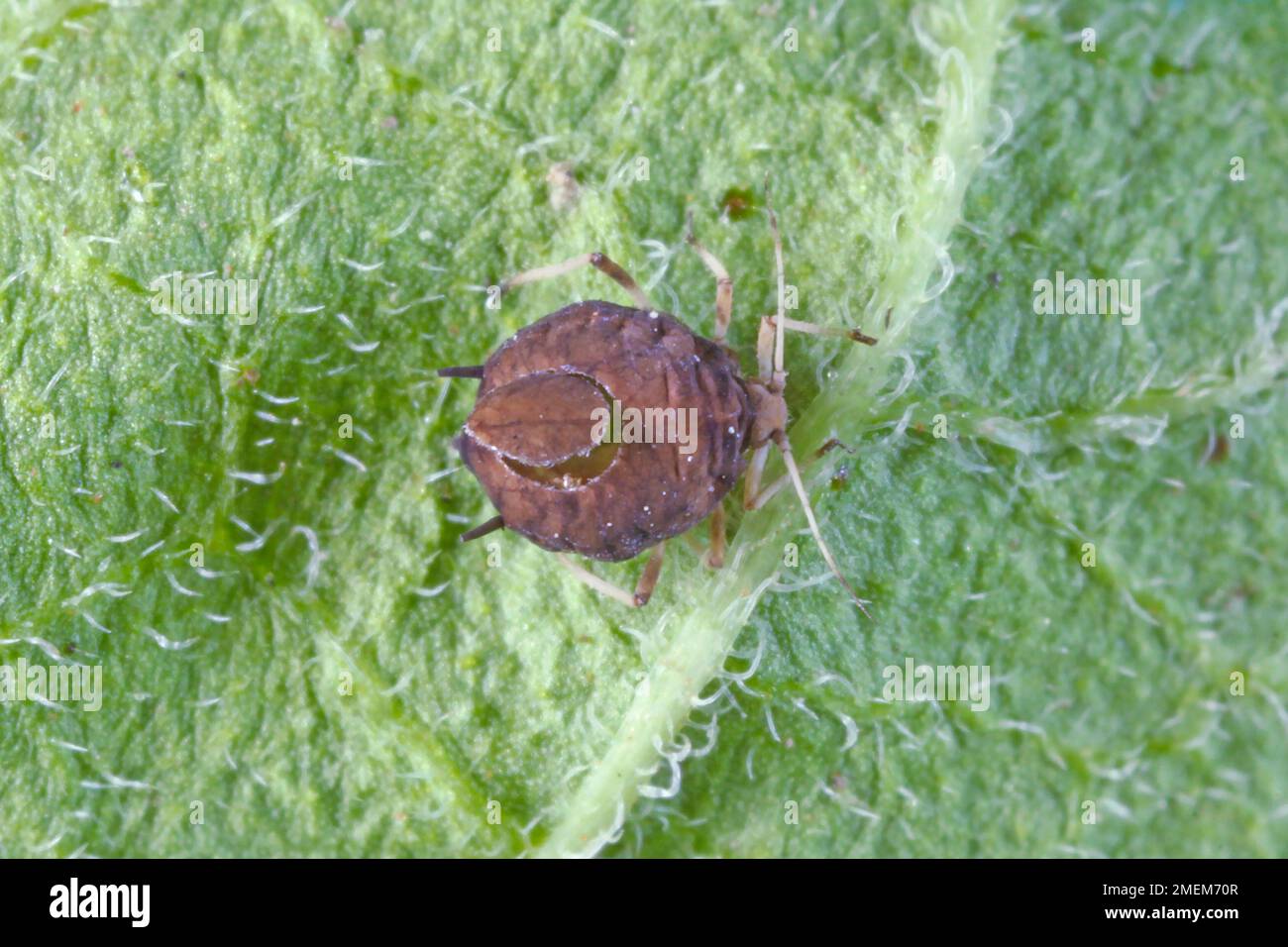 Le puceron du haricot noir (Aphis fabae) parasitisé par Diaeretiella ...