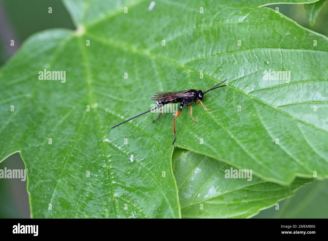 Hyménoptères de la famille des Ichneumonidae - ichneumon wasps ou ...