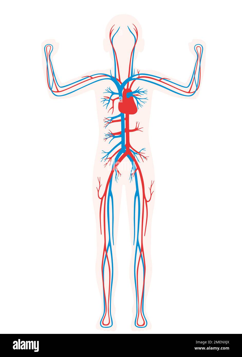 Sistema circulatorio humano Banque d'images détourées - Alamy