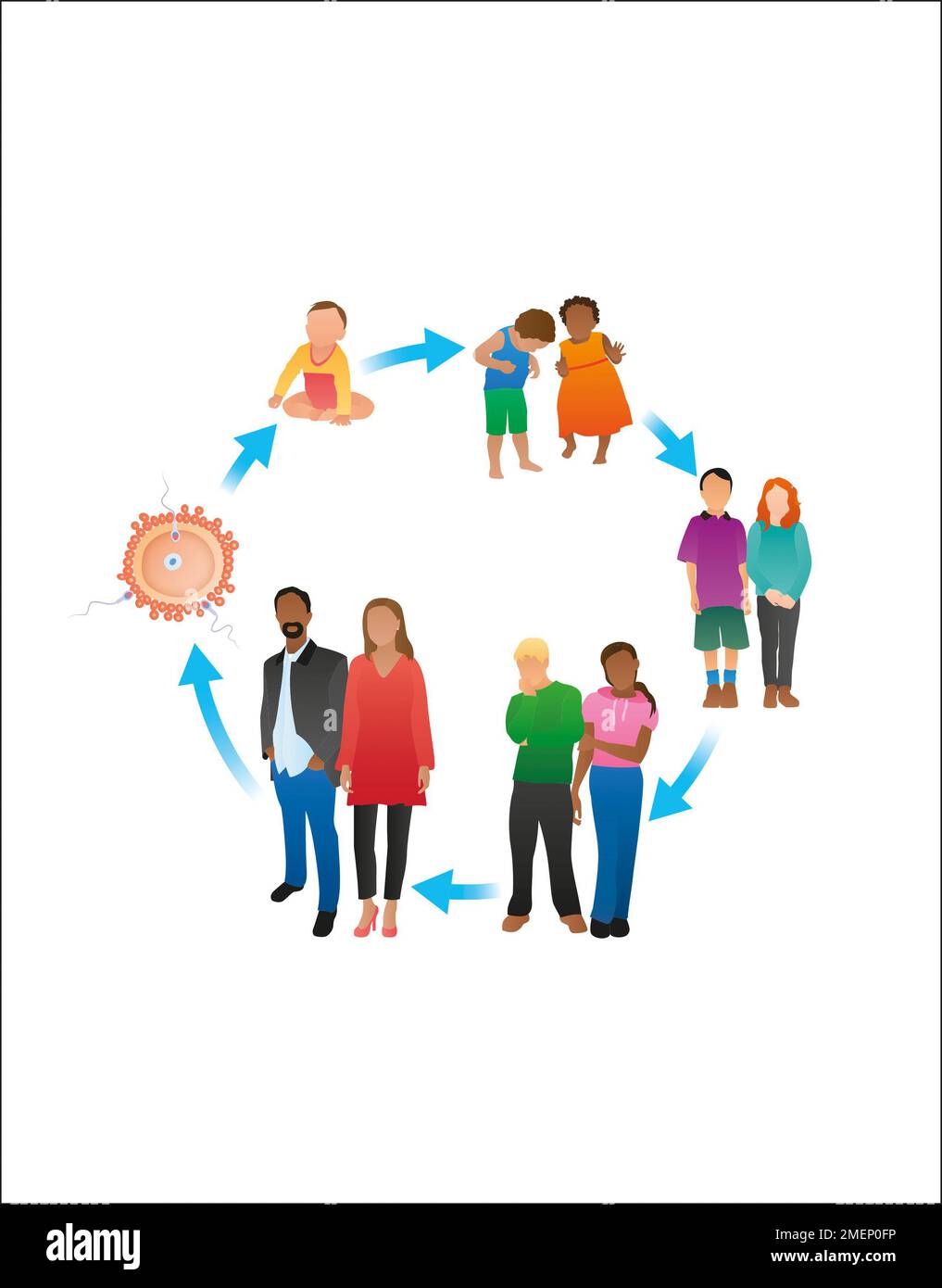 Life cycles Banque de photographies et d’images à haute résolution - Alamy