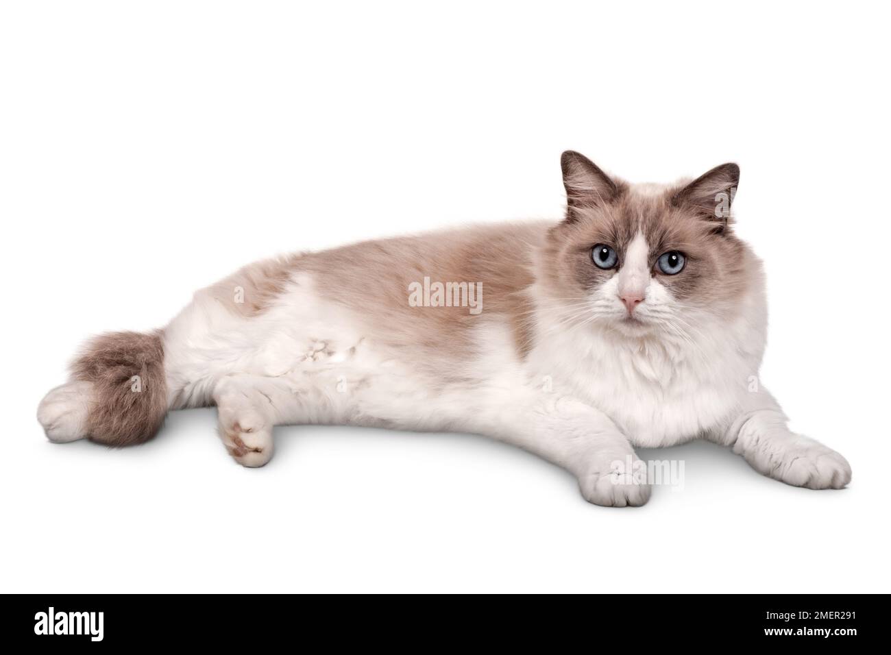 Ragdoll cross Banque de photographies et d’images à haute résolution ...