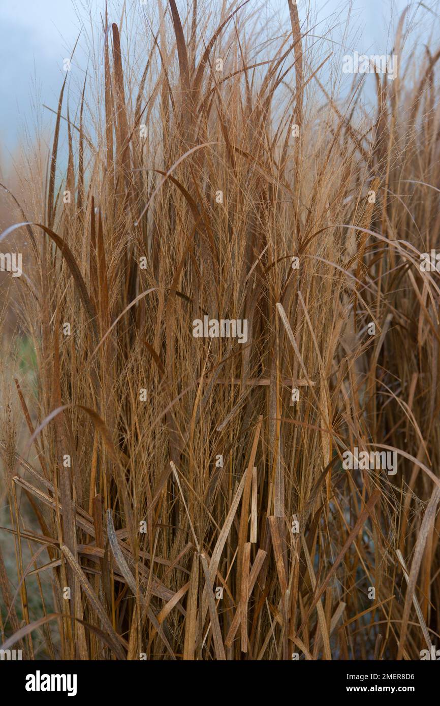 Panicum virgatum winter 'northwind' Banque de photographies et d’images ...