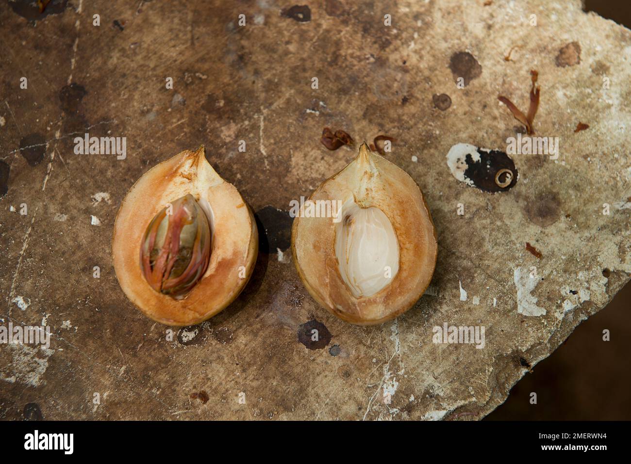 Matale spice garden Banque de photographies et d’images à haute ...