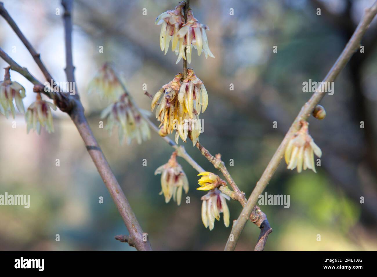 Chimonanthus praecox Banque de photographies et d’images à haute ...