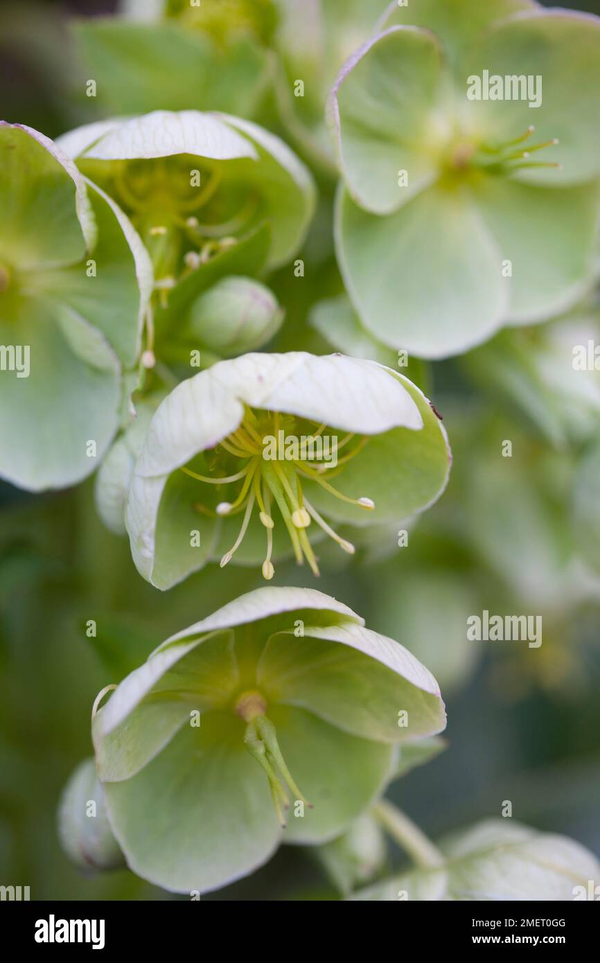 Helleborus x sternii Banque de photographies et d’images à haute ...