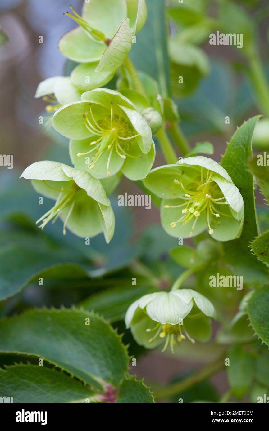 Helleborus x sternii Banque de photographies et d’images à haute ...