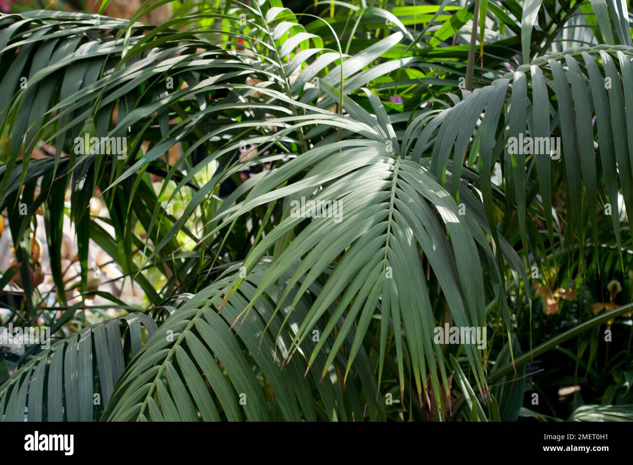 Howea forsteriana Banque de photographies et d’images à haute ...