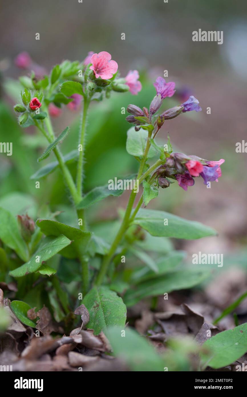 Pulmonaire rouge pulmonaria rubra Banque de photographies et d’images à ...