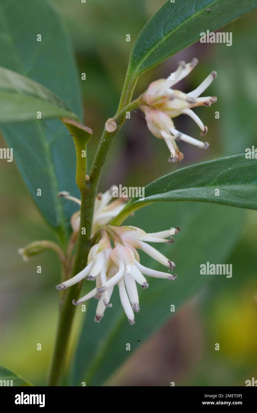 Sarcococca hookeriana Banque de photographies et d’images à haute ...