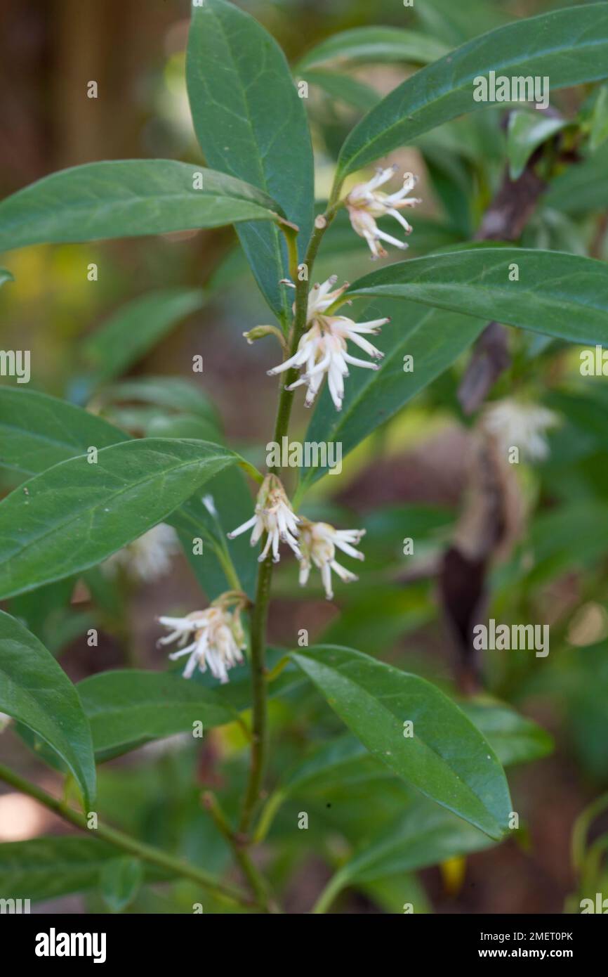 Sarcococca hookeriana Banque de photographies et d’images à haute ...