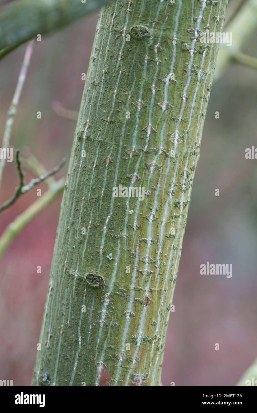 Acer rufinerve Banque de photographies et d’images à haute résolution ...