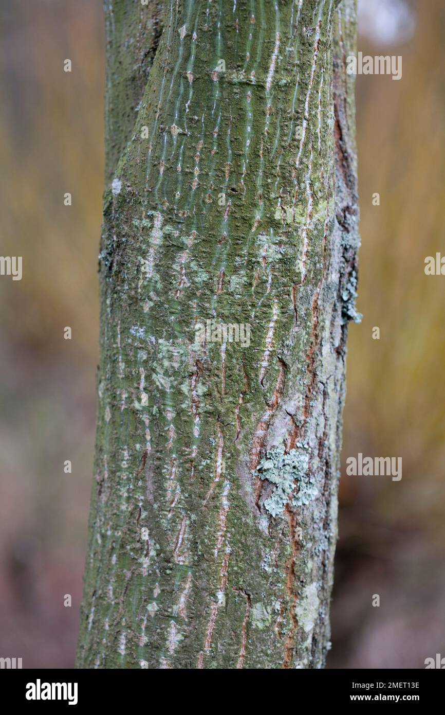 Acer rufinerve Banque de photographies et d’images à haute résolution ...