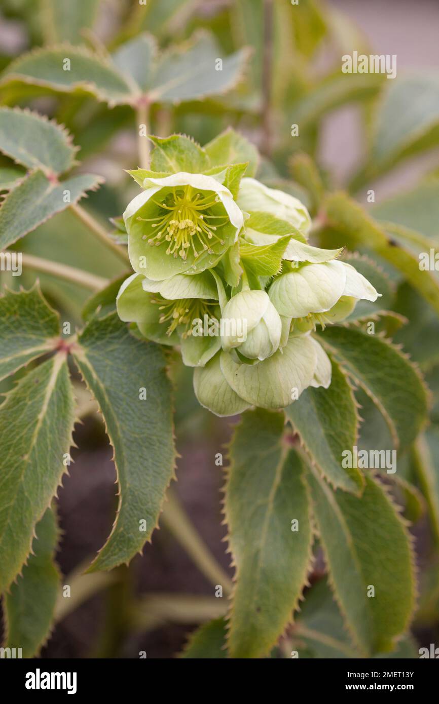 Helleborus lividus Banque de photographies et d’images à haute ...