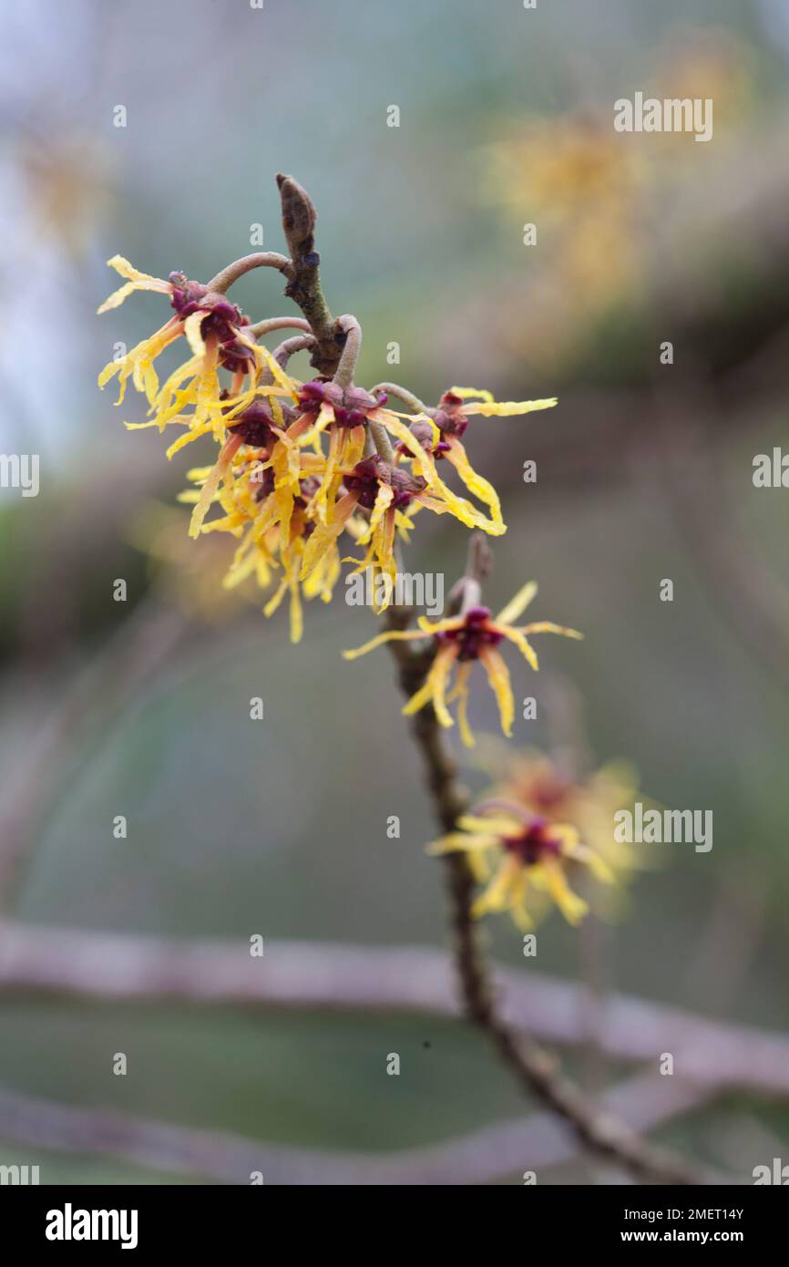 Hamamelis japonica Banque de photographies et d’images à haute ...