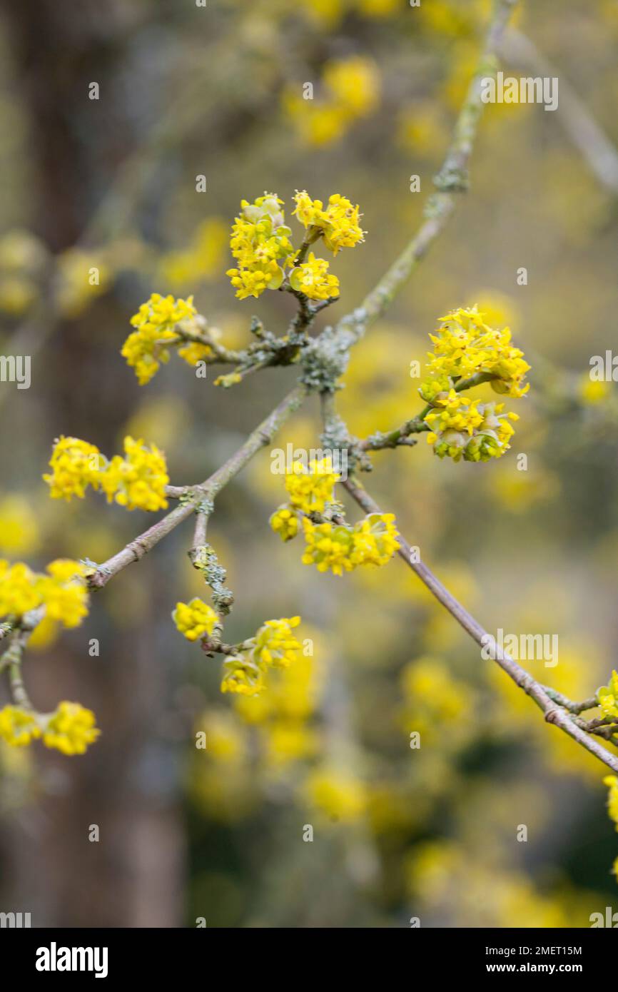 Cornus mas flowers Banque de photographies et d’images à haute ...