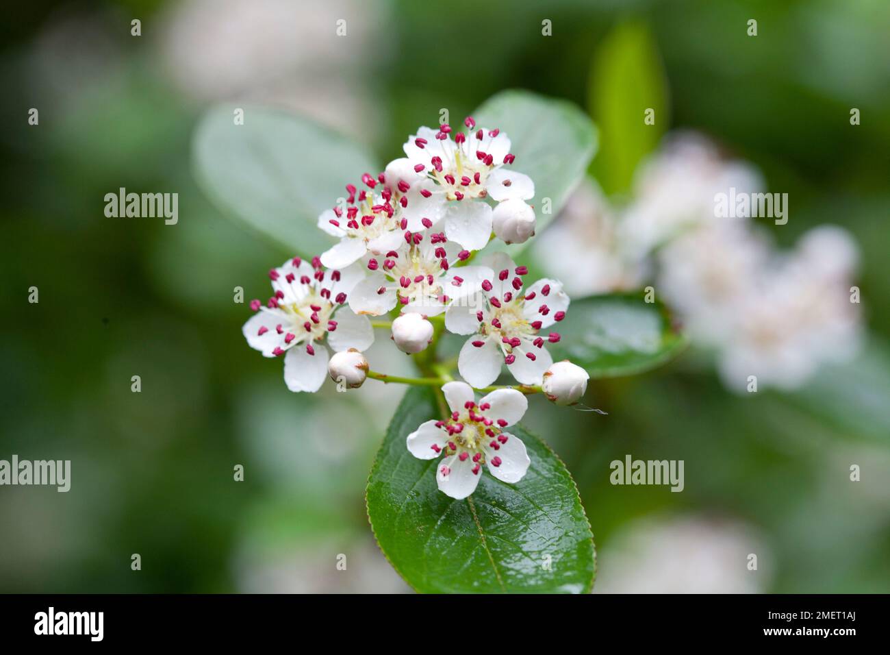 Aronia prunifolia Banque de photographies et d’images à haute ...