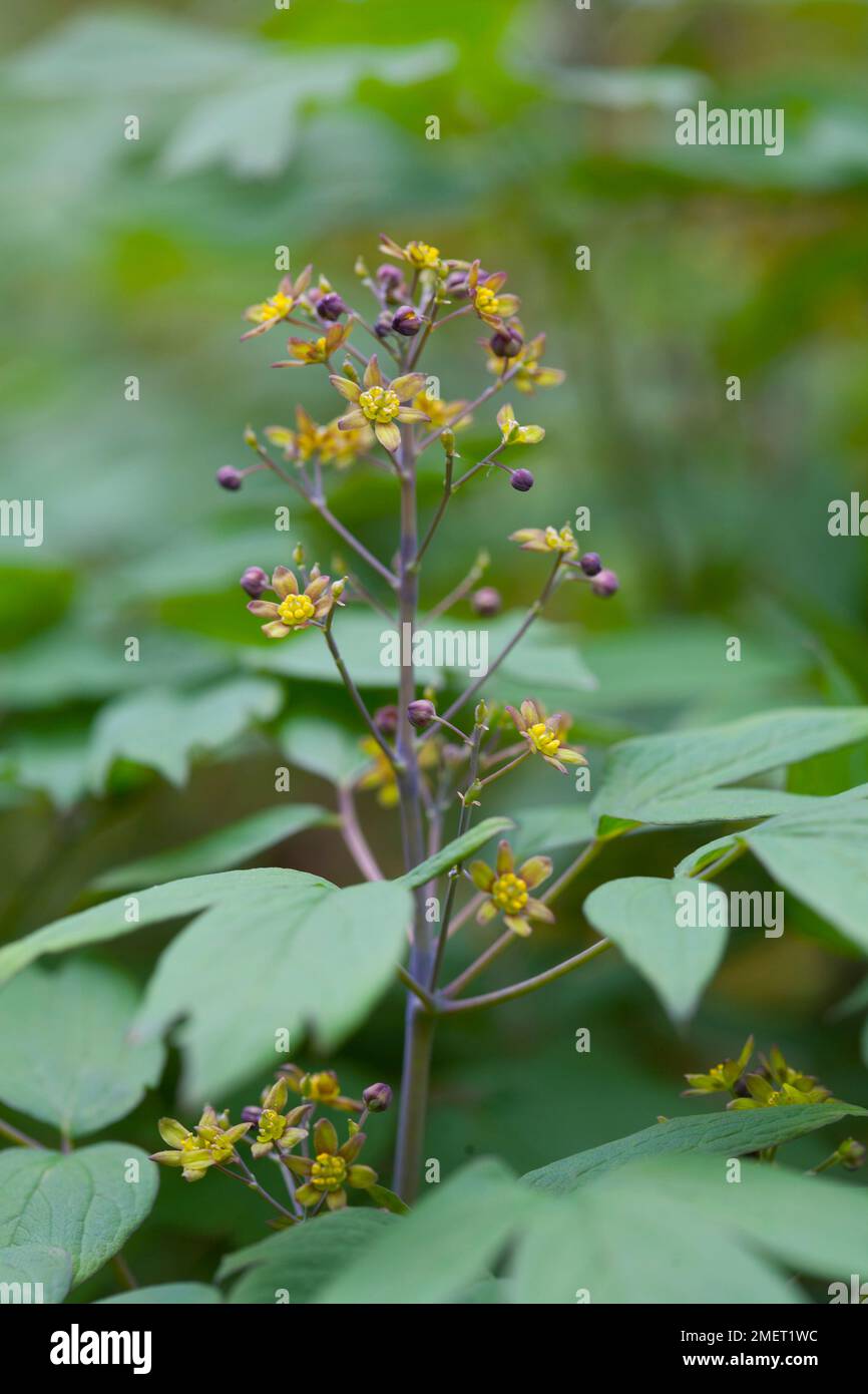 Plante de caulophyllum thalictroides Banque de photographies et d ...