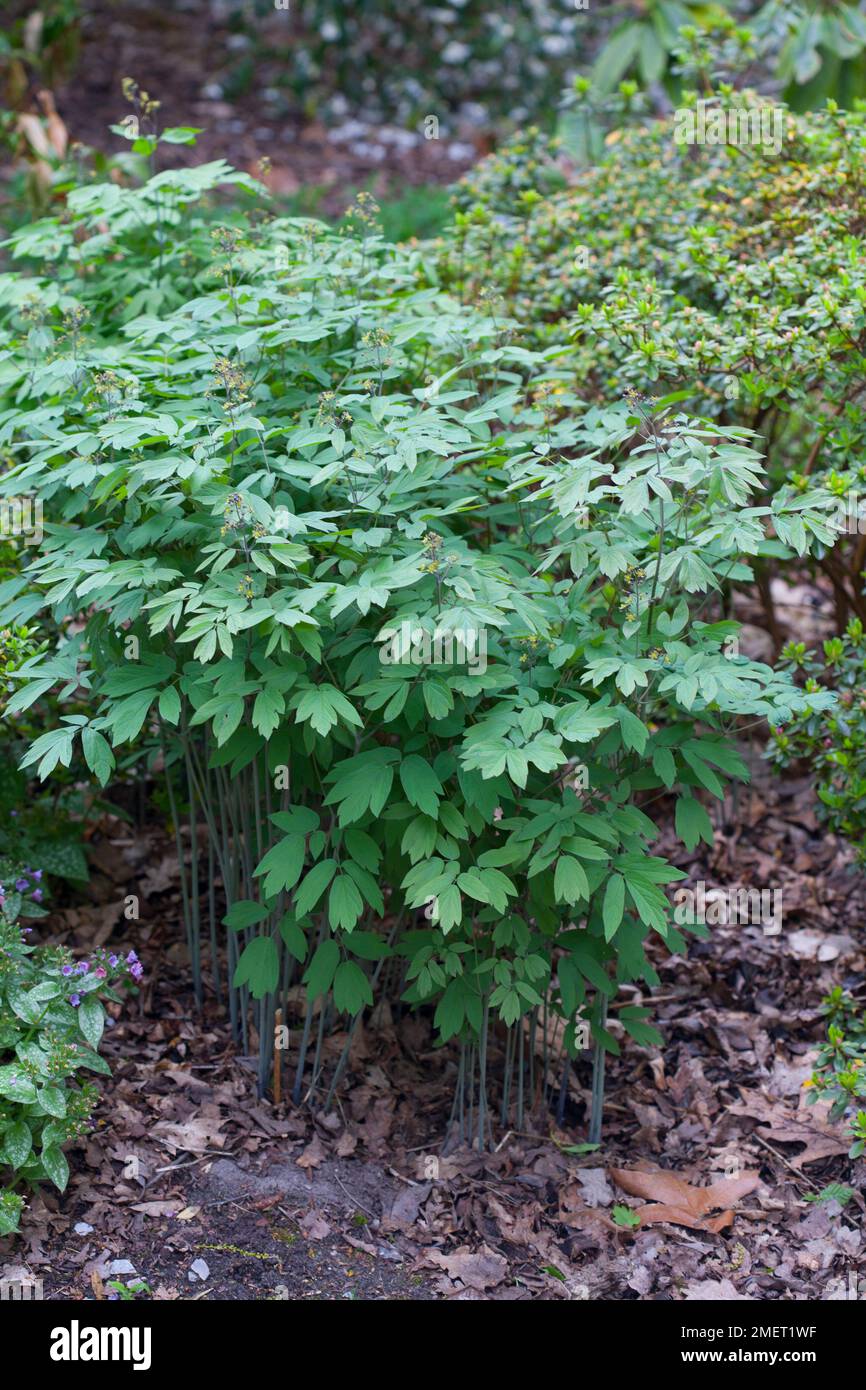 Plante de caulophyllum thalictroides Banque de photographies et d ...