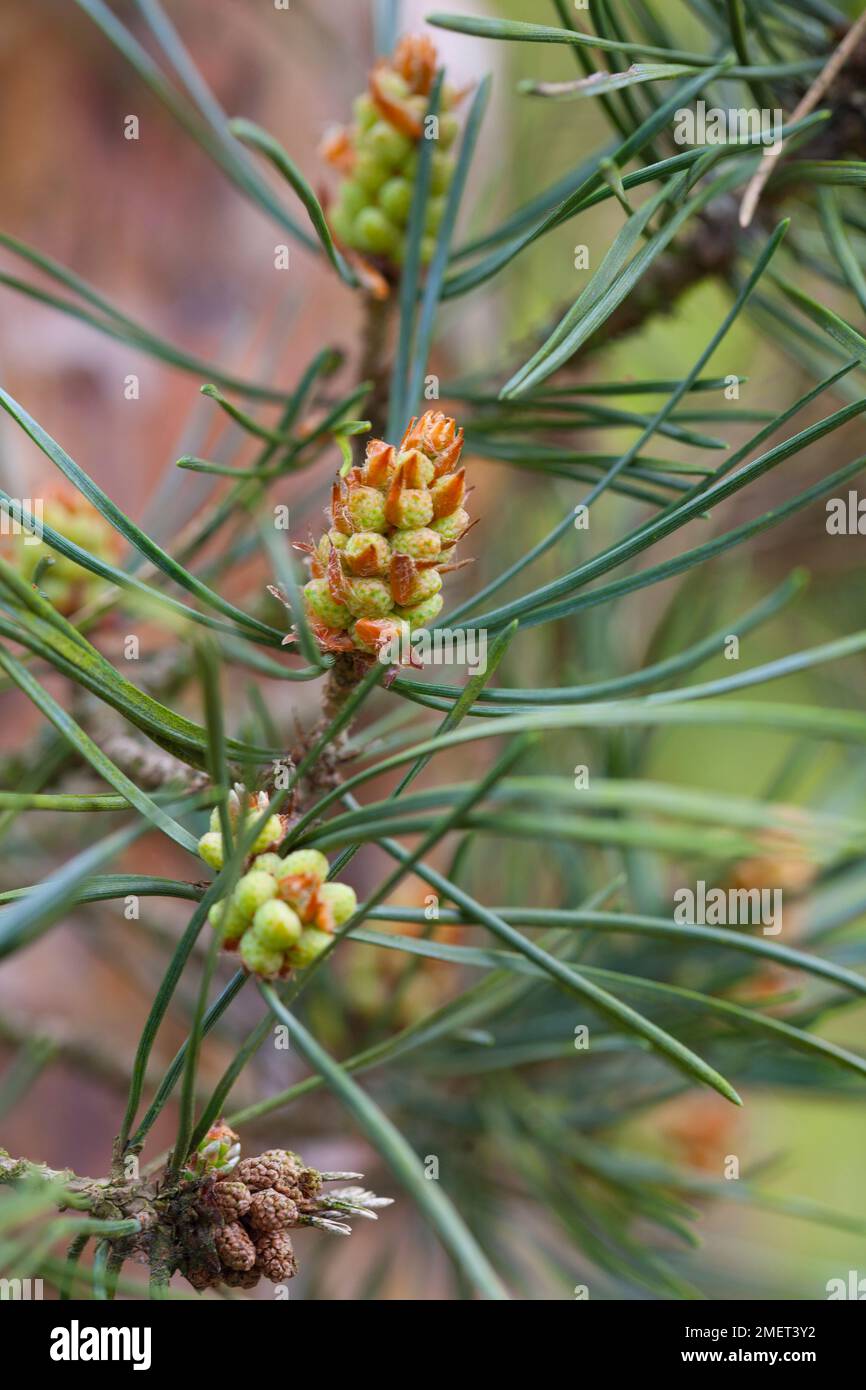 Pinus sylvestris fastigiata Banque de photographies et d’images à haute ...