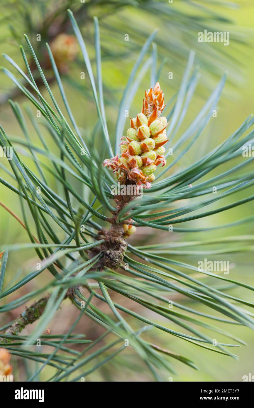 Pinus sylvestris fastigiata Banque de photographies et d’images à haute ...