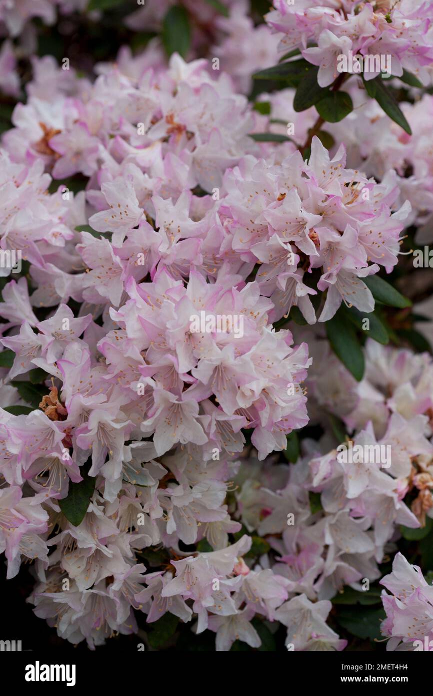 Rhododendron ginny gee Banque de photographies et d’images à haute ...