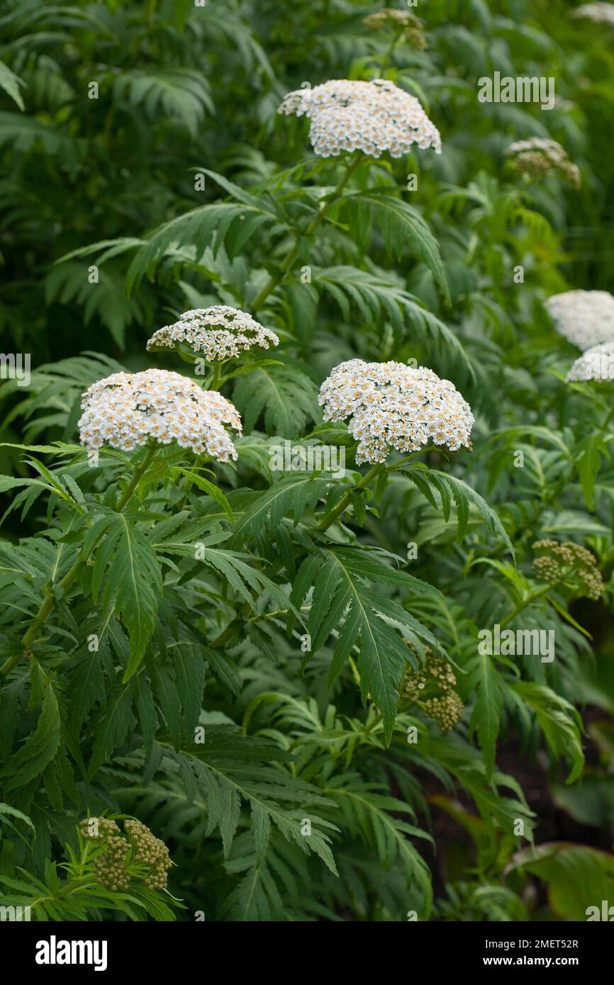 Achillea grandifolia Banque de photographies et d’images à haute ...