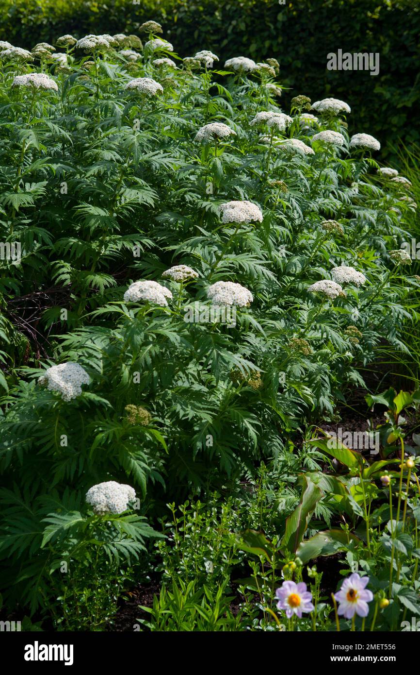 Achillea grandifolia Banque de photographies et d’images à haute ...