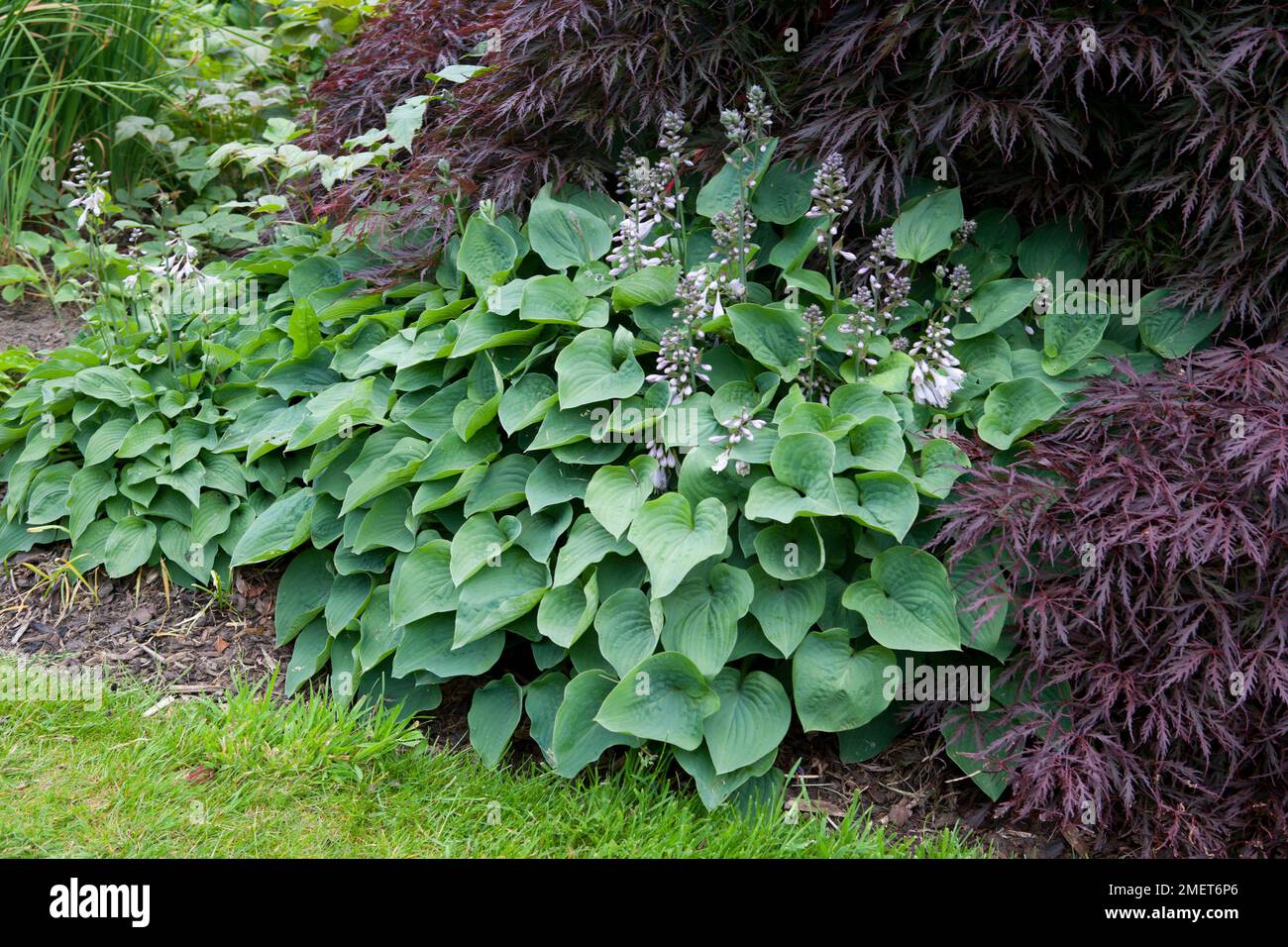 Hosta au bord du lac Banque de photographies et d’images à haute résolution - Alamy